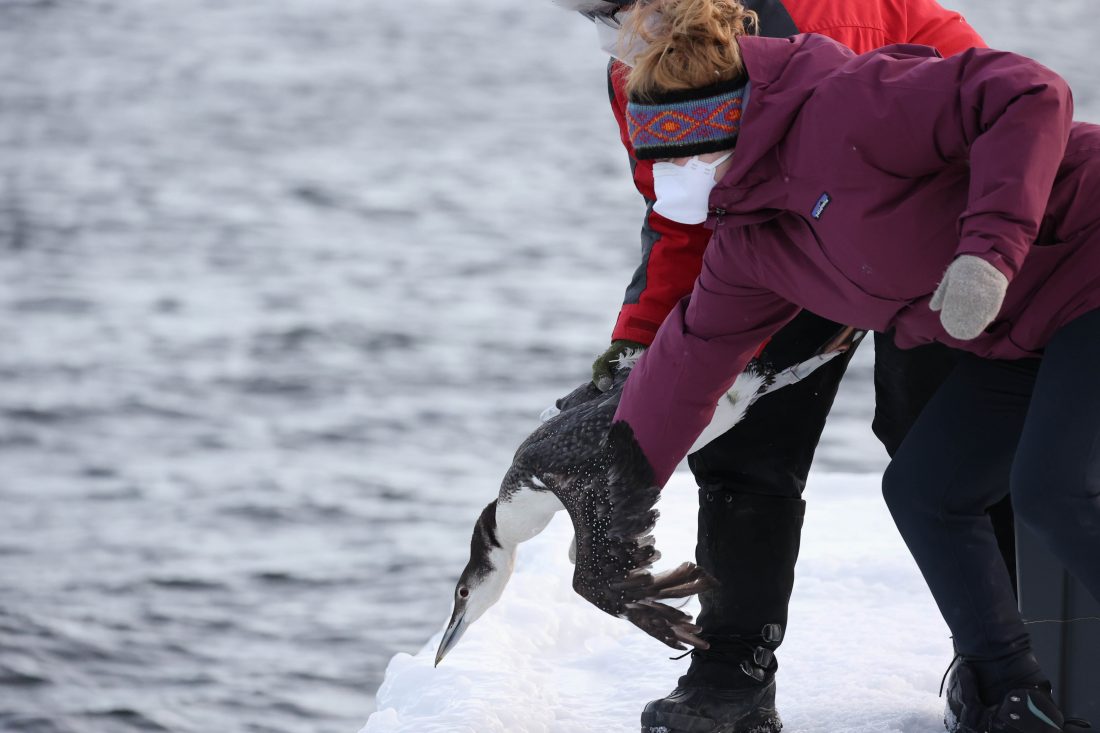 Ice anglers save three loons from Lake George | News, Sports, Jobs ...